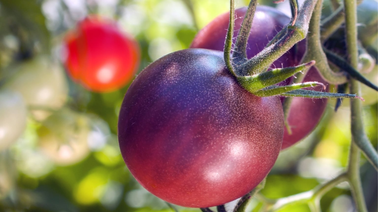 13 Prize-Winning Tomatoes You Need in Your Garden