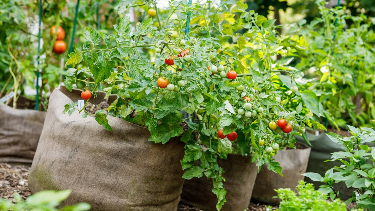 How to Grow Epic Tomatoes in Grow Bags