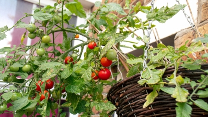 10 Best Tomatoes to Grow in Hanging Baskets