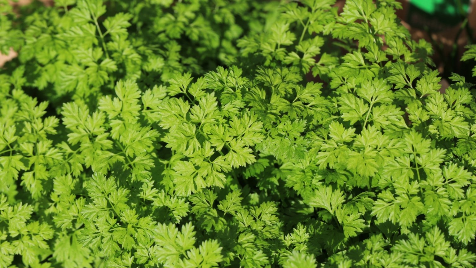 17 Herbs With White Flowers