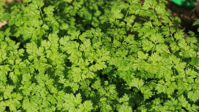 20 Mediterranean Herbs and Spices to Grow in Your Garden