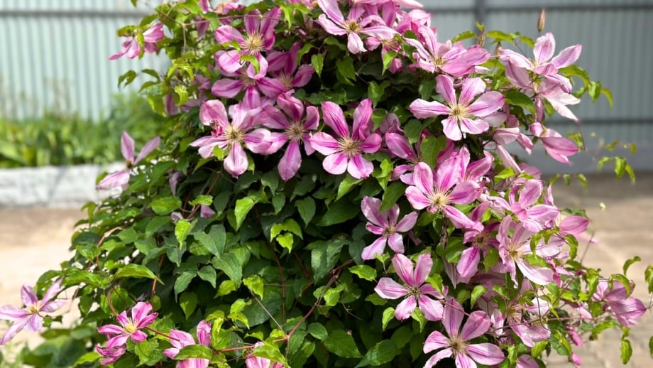 23 Showy Plants That Feed Bees and Butterflies