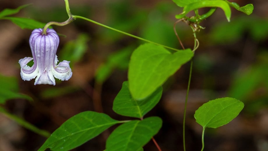 15 US-Native Climbing Plants and Vines