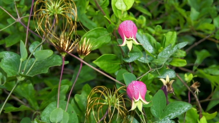 15 US-Native Climbing Plants and Vines