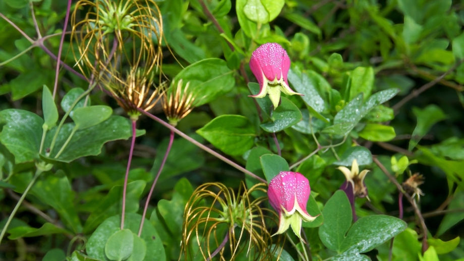 15 US-Native Climbing Plants and Vines