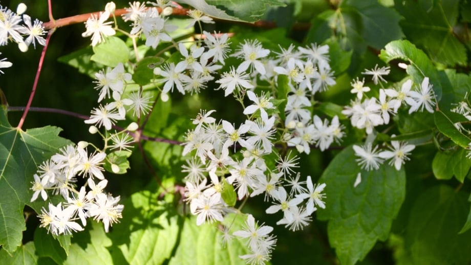 15 US-Native Climbing Plants and Vines