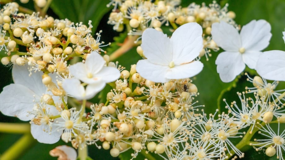 7 Evergreen Hydrangea Varieties for Year-Round Appeal