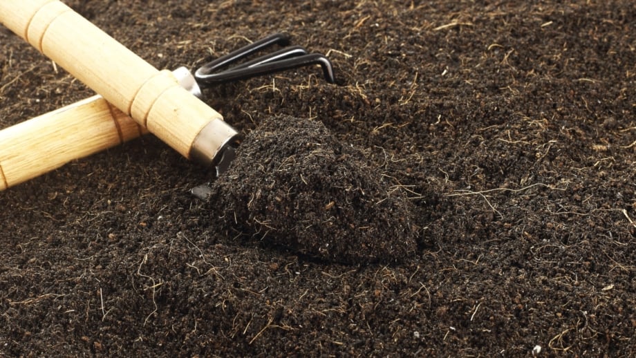 How to Plant, Grow and Care for Chayote