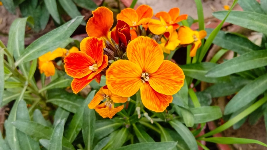 How to Plant, Grow, and Care for Wallflowers