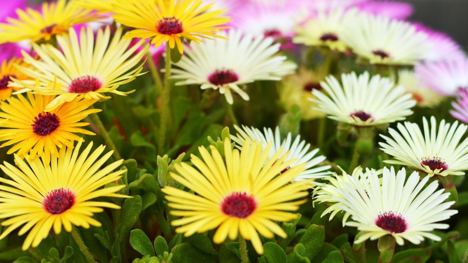 15 Drought-Tolerant Plants for Hanging Baskets
