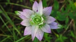 How to Plant, Grow, and Care for Spotted Bee Balm
