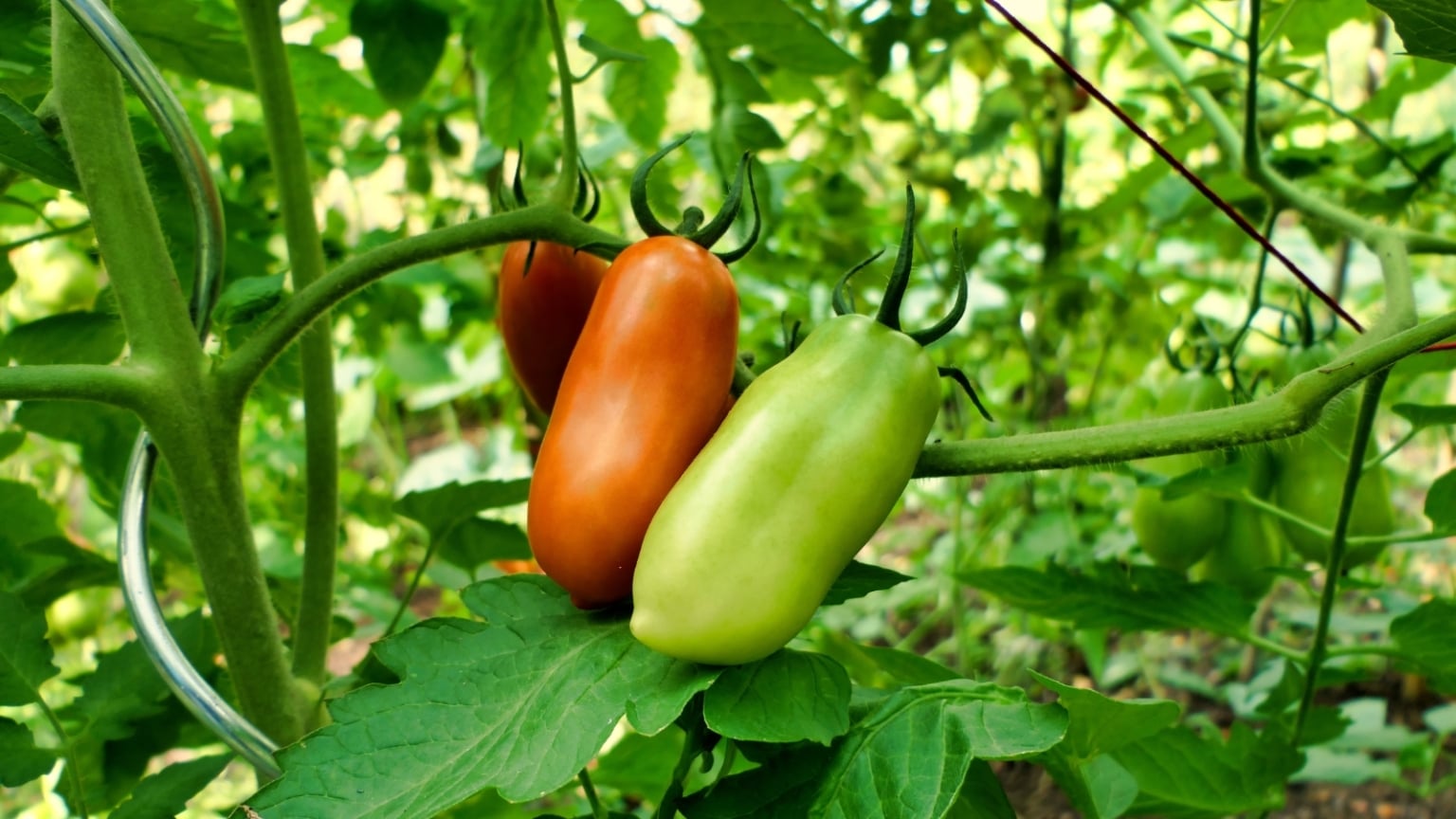 13 Prize-Winning Tomatoes You Need in Your Garden