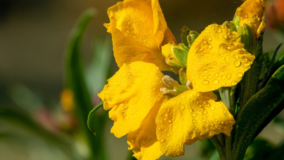 How to Plant, Grow, and Care for Wallflowers