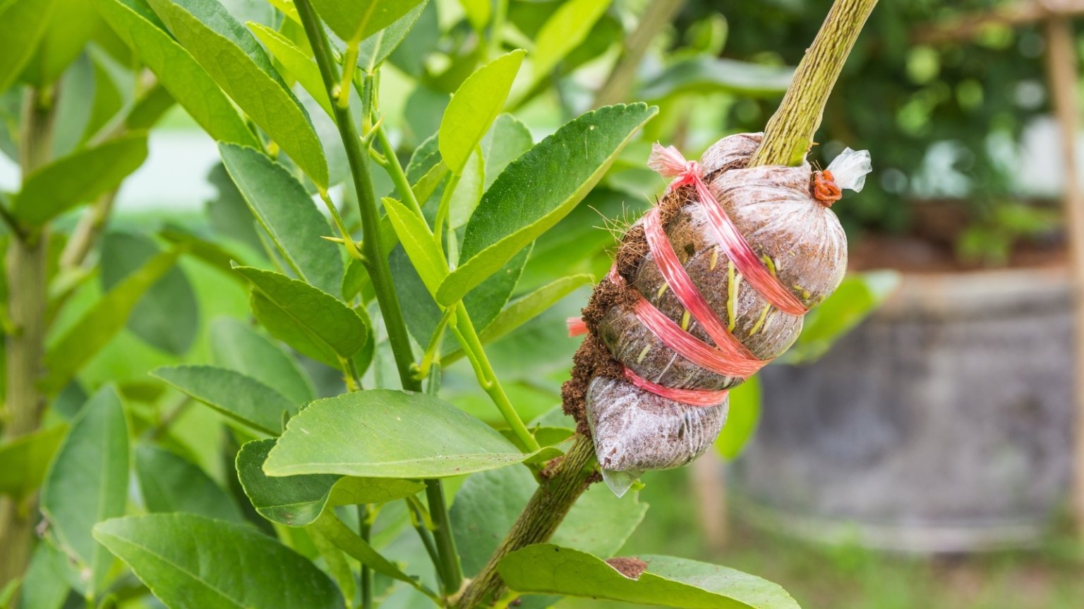 How to Plant, Grow, and Care for 'Improved Meyer' Lemon Bushes