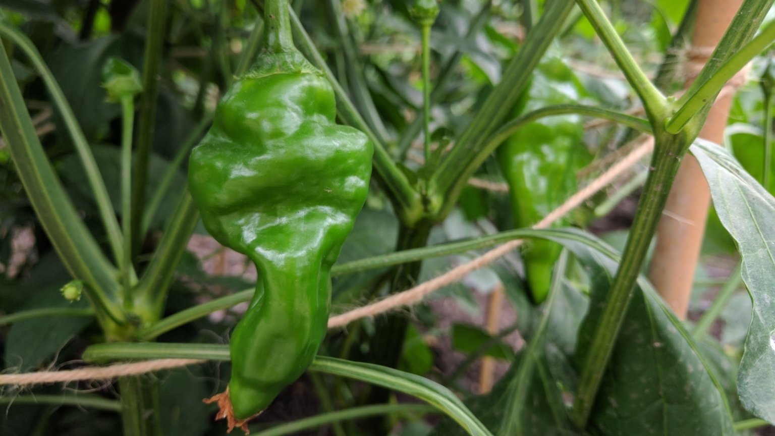 How to Plant, Grow, and Care for Anaheim Peppers