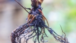 How to Plant, Grow, and Care for Chia