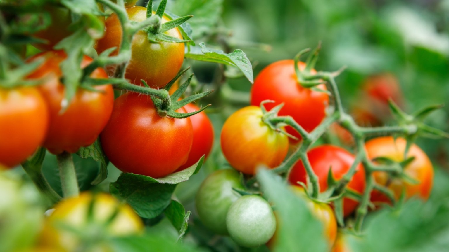 17 Cherry Tomatoes for Your Summer Garden