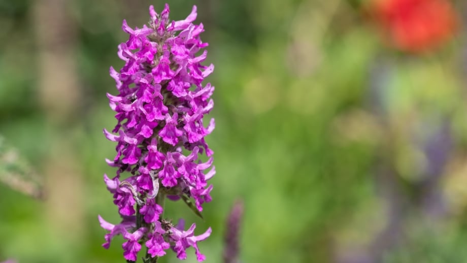 How to Plant, Grow, and Care For Wood Betony