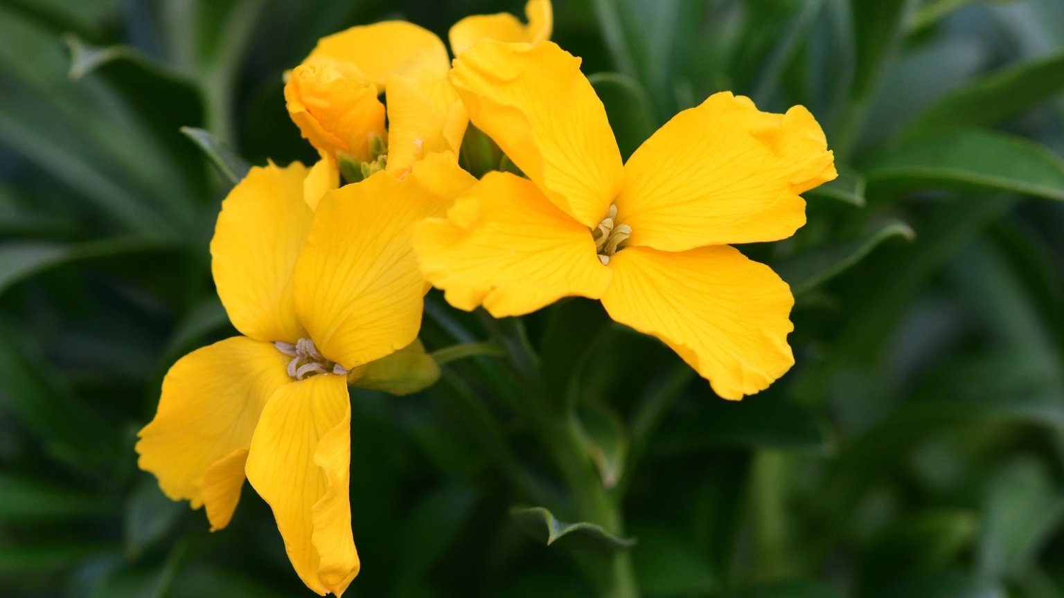 How to Plant, Grow, and Care for Wallflowers