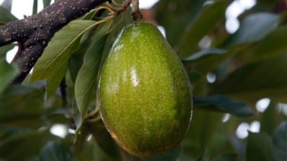 5 Best Avocado Trees for Home Gardens