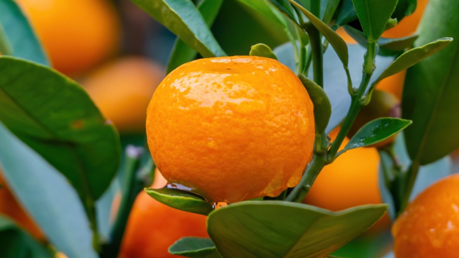 15 Fruit Trees That Thrive in Florida Gardens