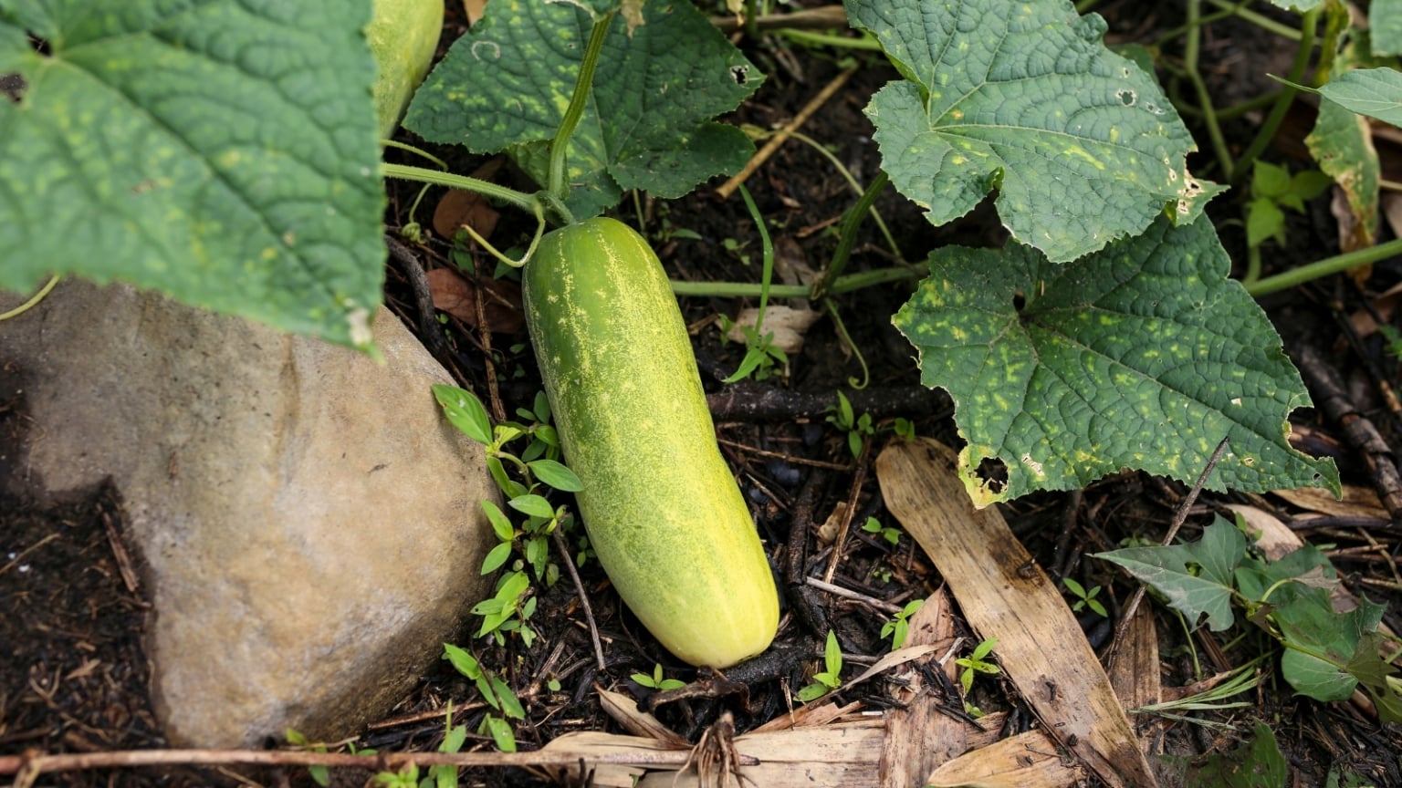 7 Reasons Why Your Cucumbers Are Turning Yellow