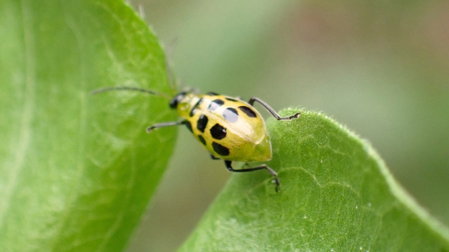 How to Plant, Grow, and Care for Lemon Cucumbers