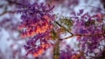 How to Plant, Grow, and Care for Jacaranda Trees
