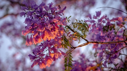 How to Plant, Grow, and Care for Jacaranda Trees