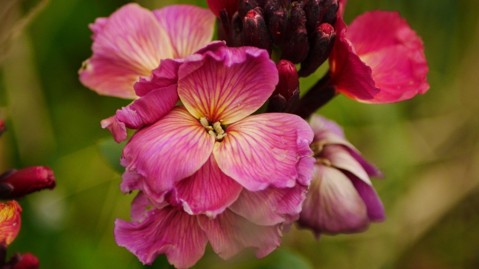 How to Plant, Grow, and Care for Wallflowers