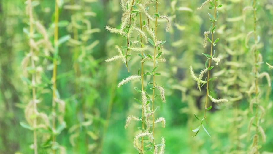 How to Plant, Grow, and Care For Willow Trees