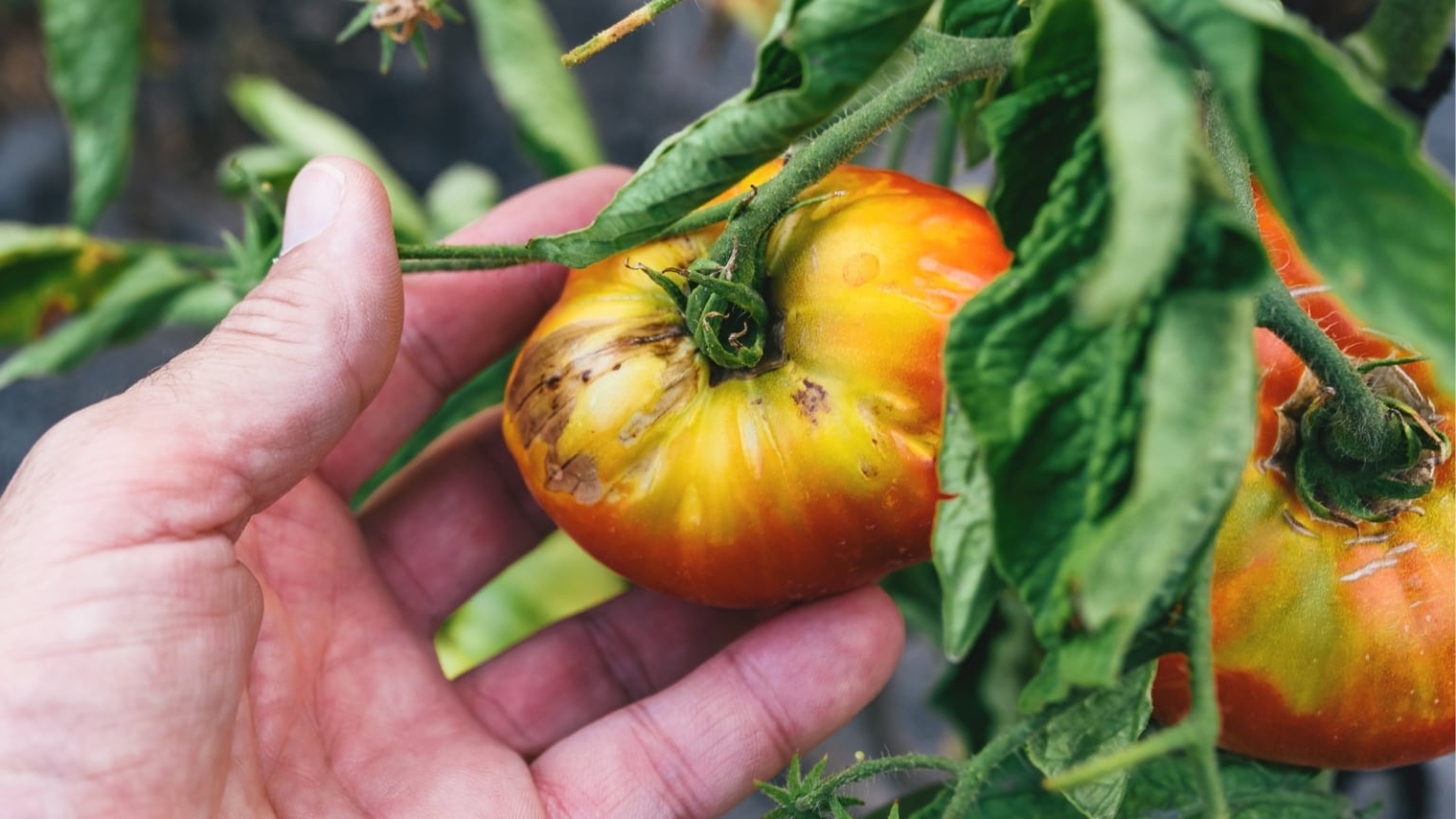 How to Plant, Grow, and Care for 'Black Krim' Tomatoes