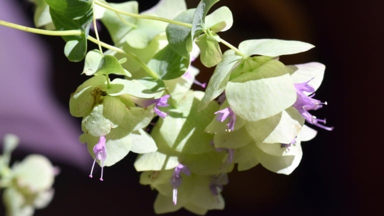 5 Gorgeous Varieties of Ornamental Oregano