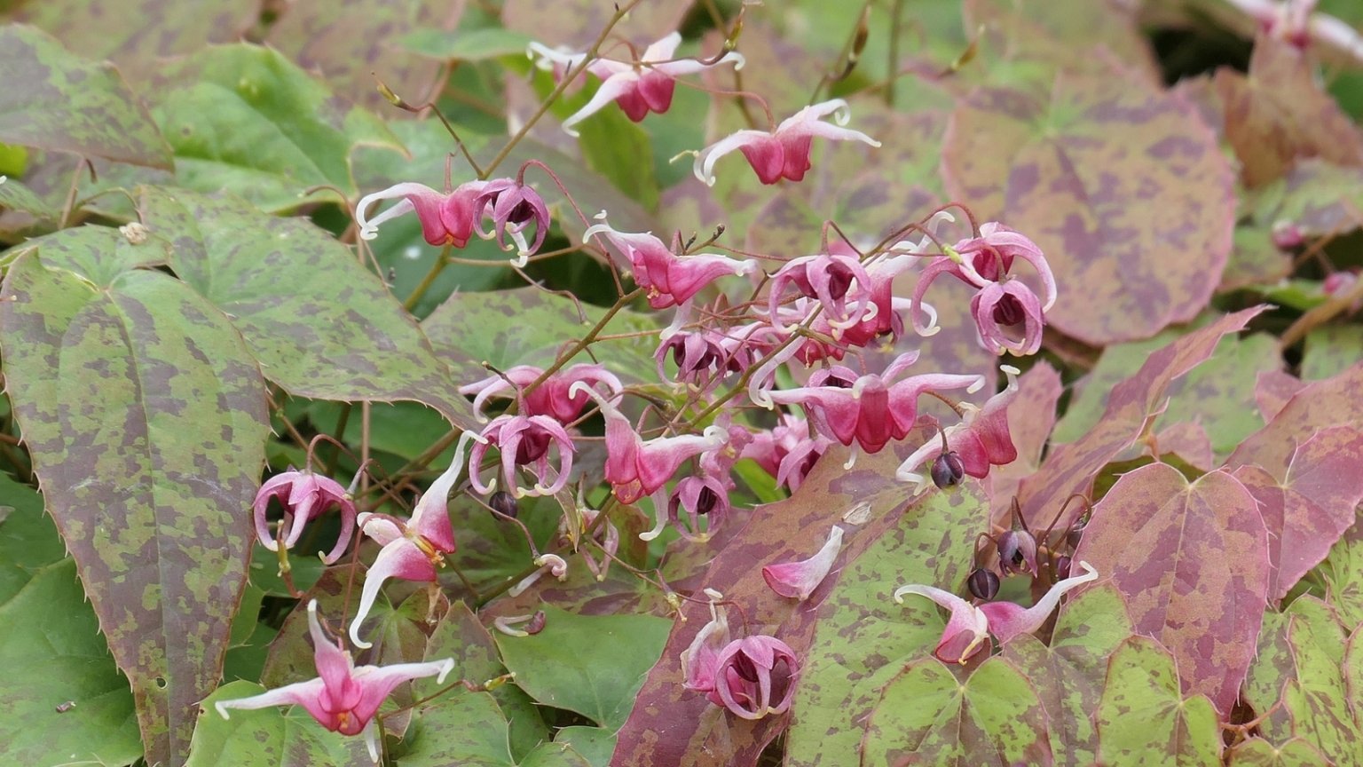 17 Beautiful Epimedium Varieties for Your Shade Garden
