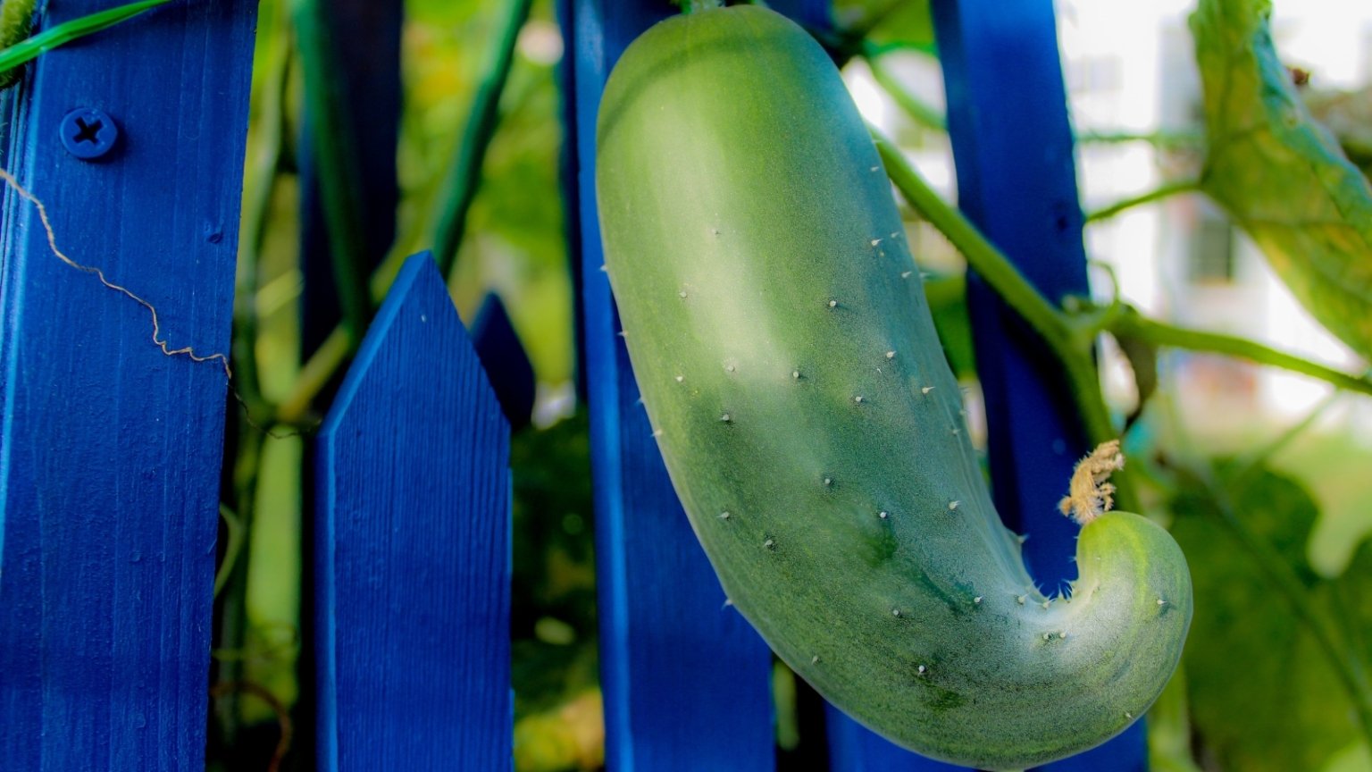 7 Reasons You Have Misshapen Cucumbers