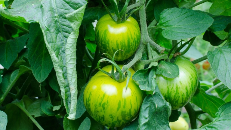 7 Unique and Unusual Tomatoes That Wow in the Garden