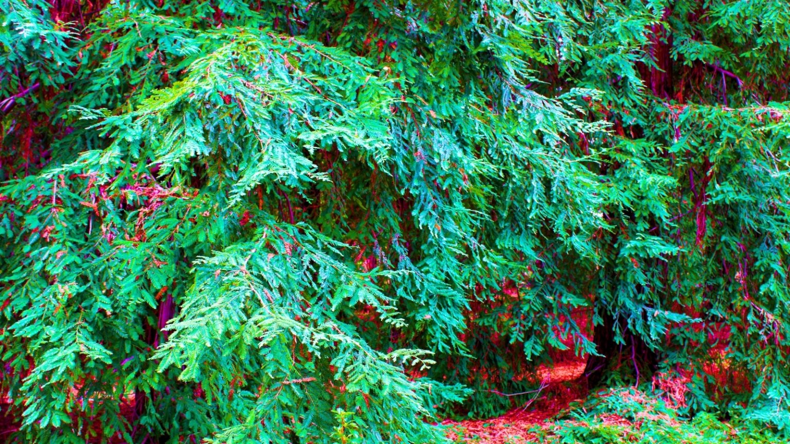 How to Plant, Grow, and Care For Redwood Trees