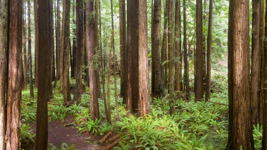 How to Plant, Grow, and Care For Redwood Trees