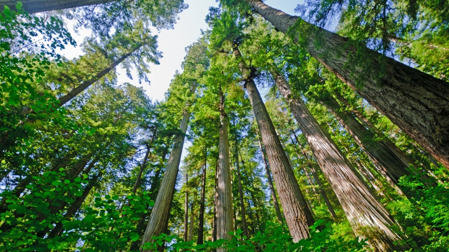 How to Plant, Grow, and Care For Redwood Trees