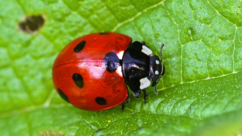 How to Tell The Difference Between Native US and Asian Ladybugs