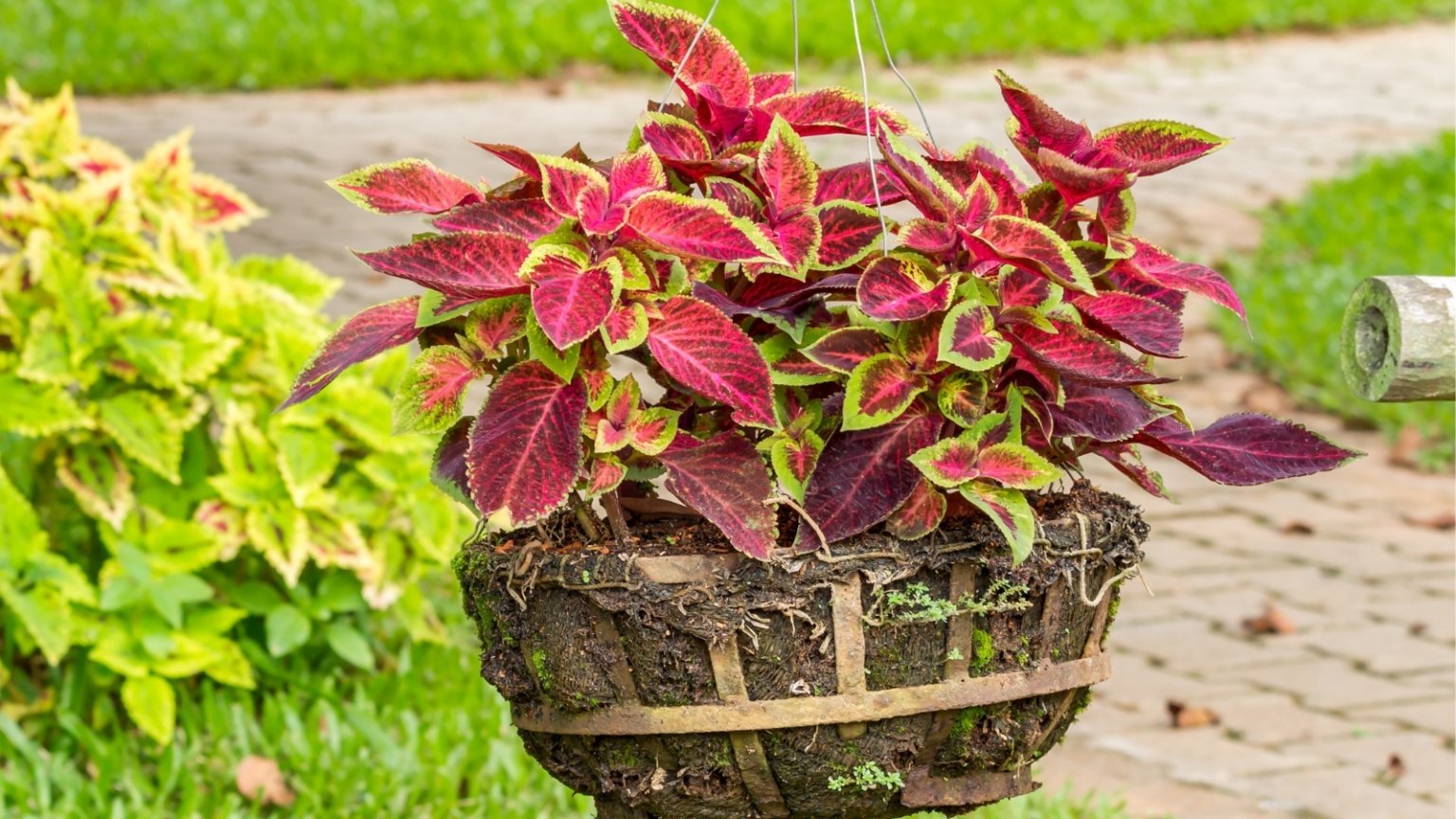 19 Plants For Beautiful Hanging Baskets In the Shade