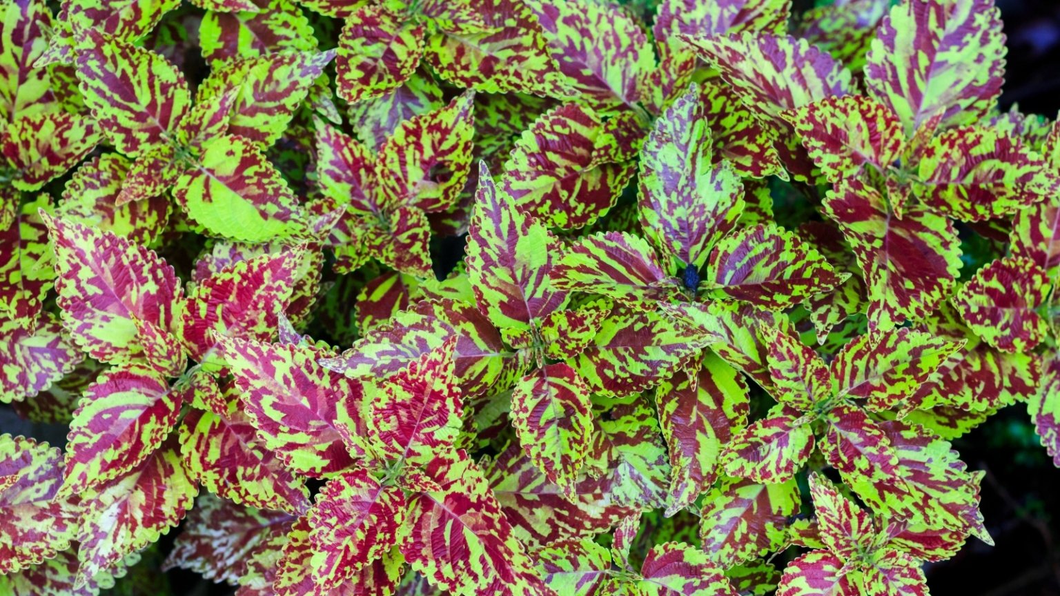 31 Popular Plants You Can Root In Water