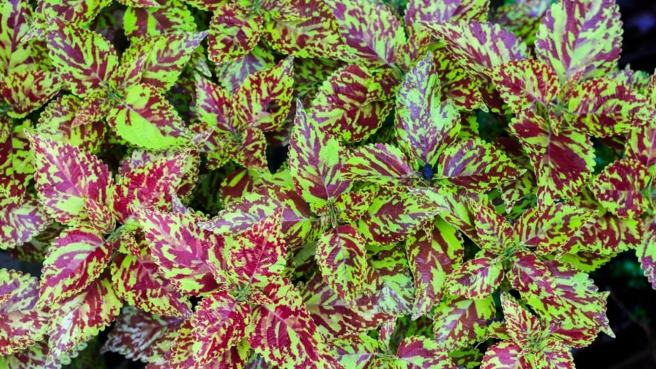 31 Popular Plants You Can Root In Water