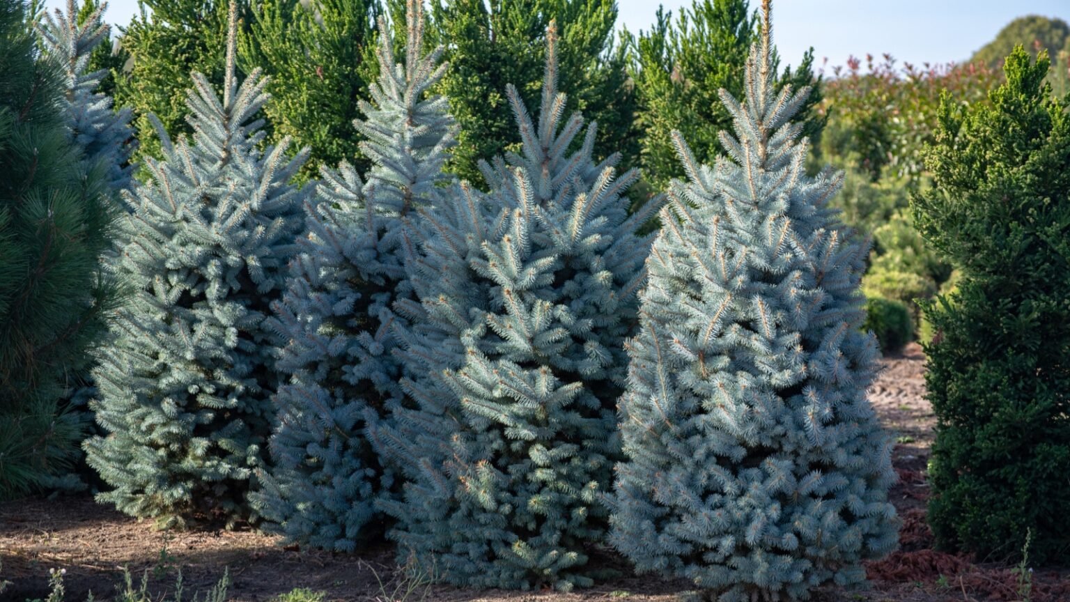 12 Narrow Columnar Trees for Small Spaces - Epic Gardening