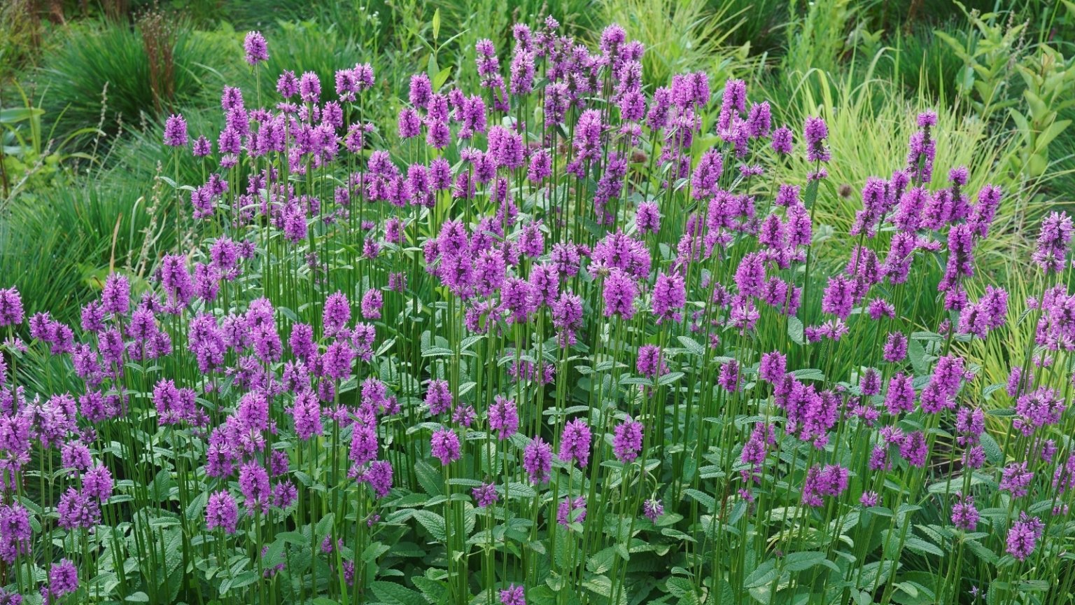 How to Plant, Grow, and Care For Wood Betony