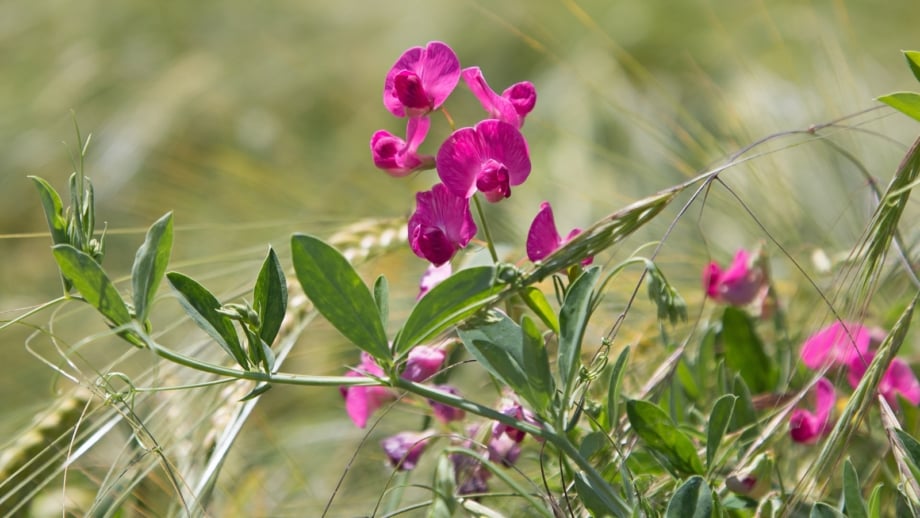 13 Best Plants for Green Mulch