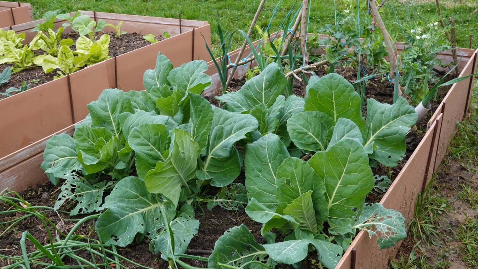 5 Tips For Growing Cabbage in Raised Beds