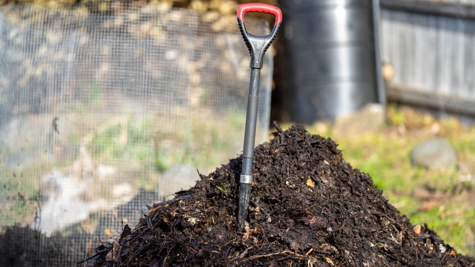 How to Plant, Grow, and Care for Spotted Bee Balm