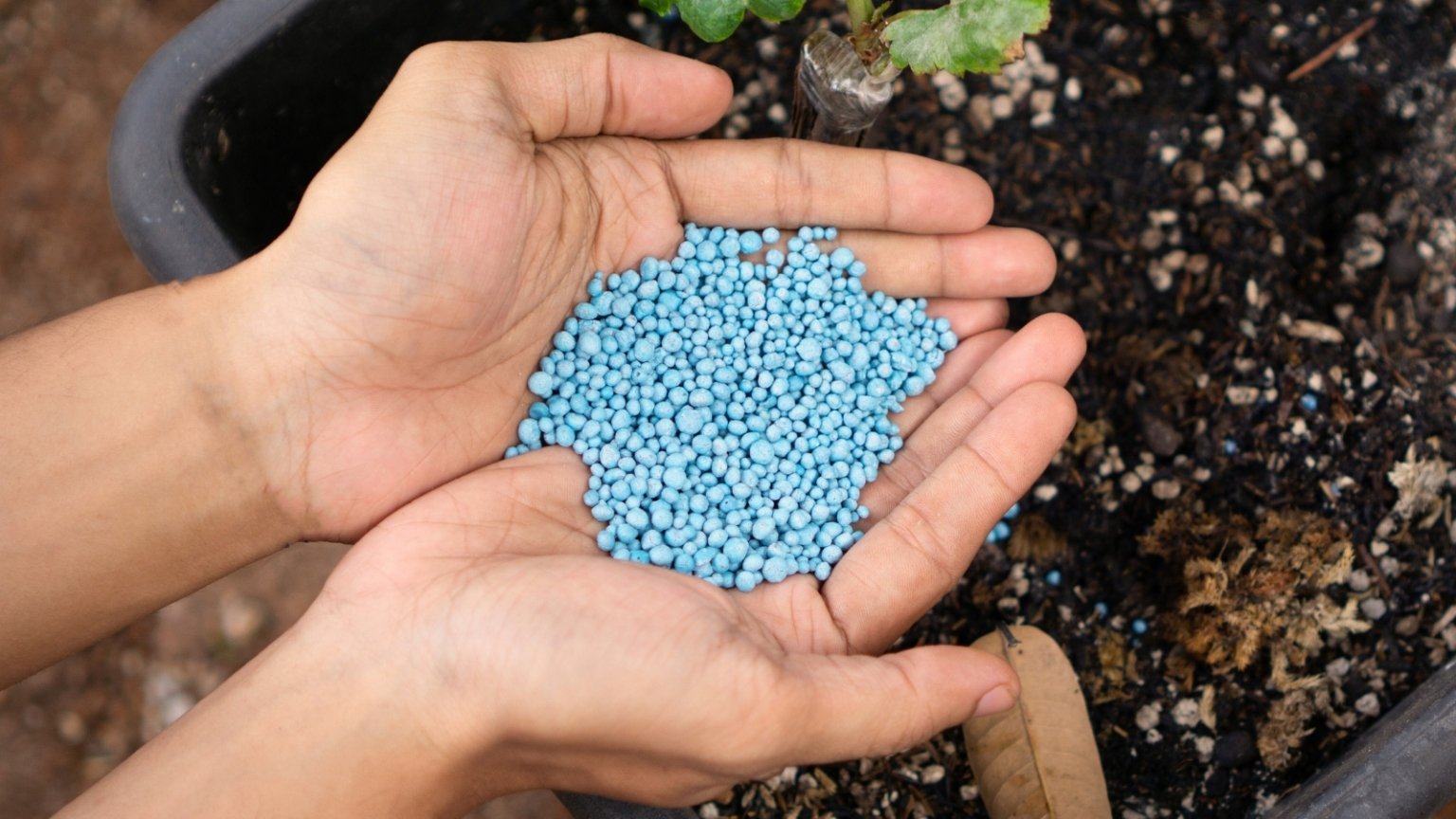 How To Grow Peas: A Full Guide To Pea Pods - Epic Gardening