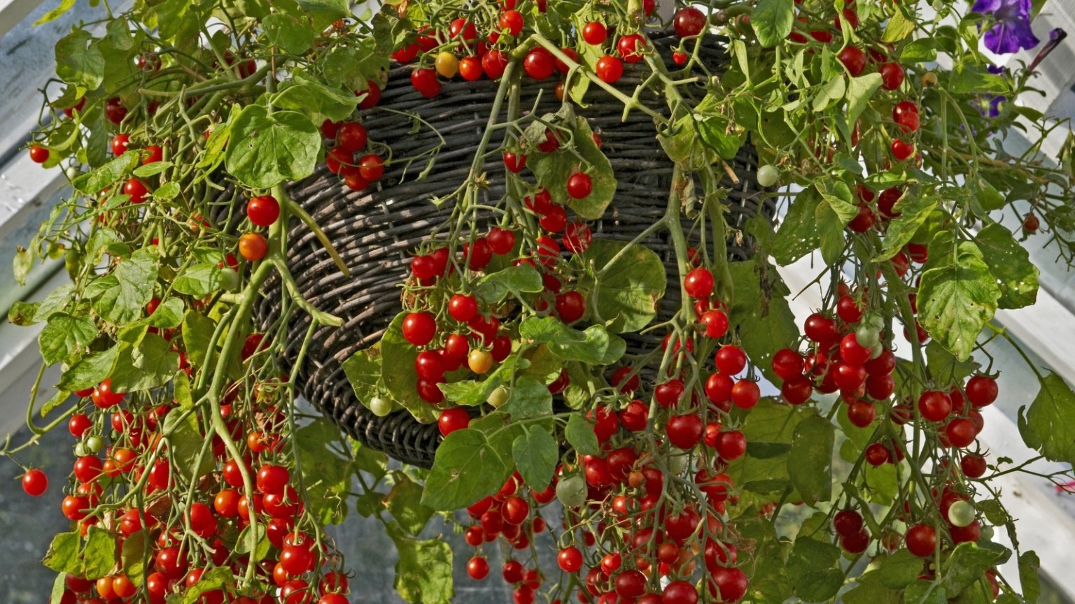 10 Best Tomatoes to Grow in Hanging Baskets
